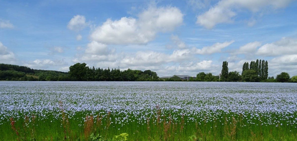 Le vêtement en lin une touche d'élégance au naturel